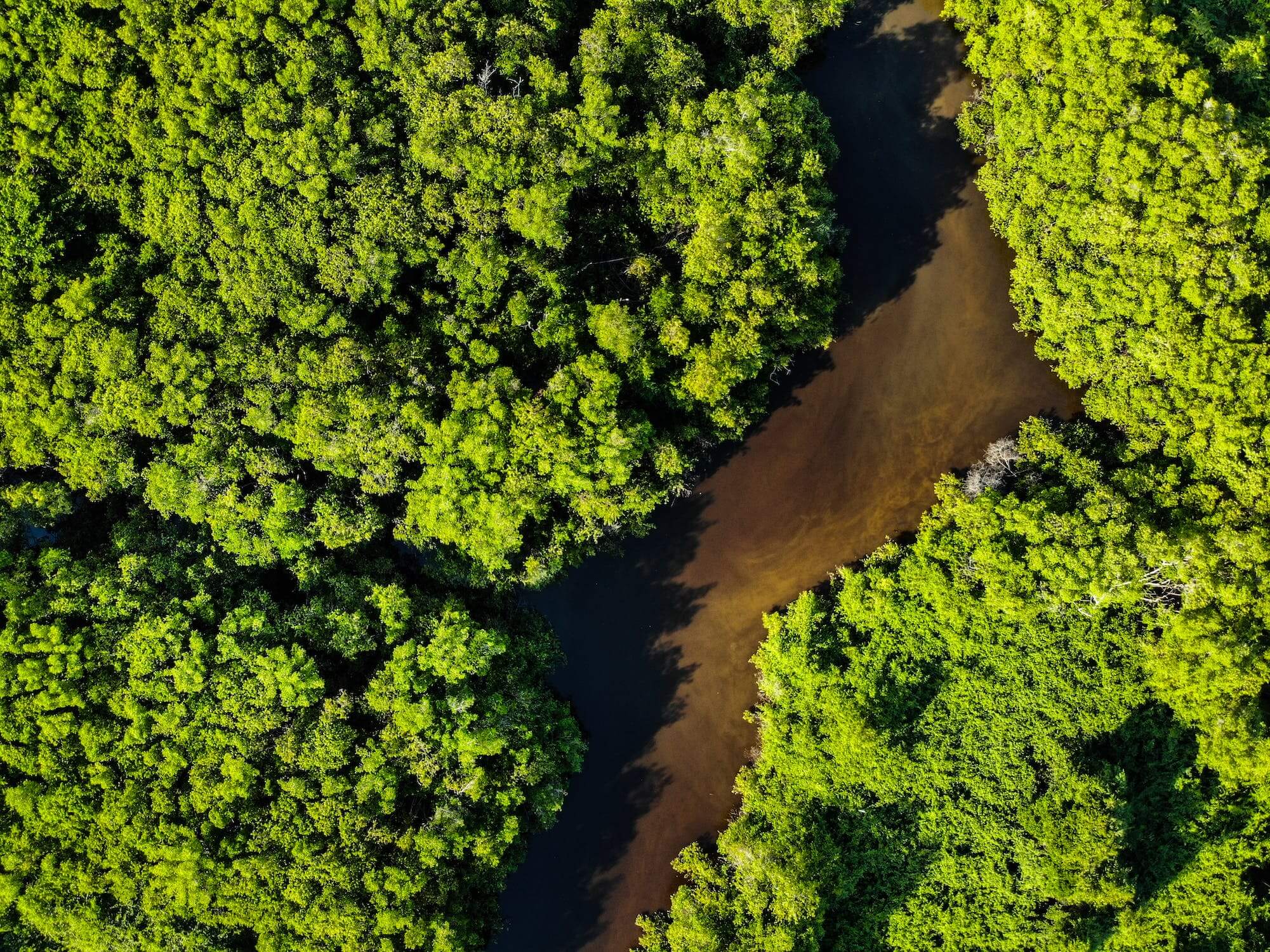 Brazil’s Forests Cover 58.5% of its National Territory - Climate Scorecard